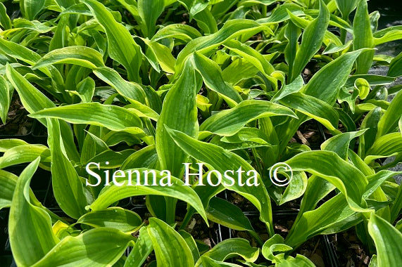 Large and Giant Hostas - Sienna Hosta