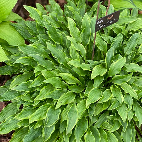 Sienna Hosta - Specialist mail order hosta growers