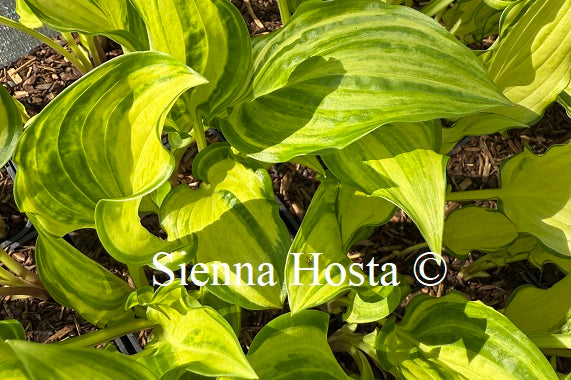 Hosta 'Kisuji' - Sienna Hosta
