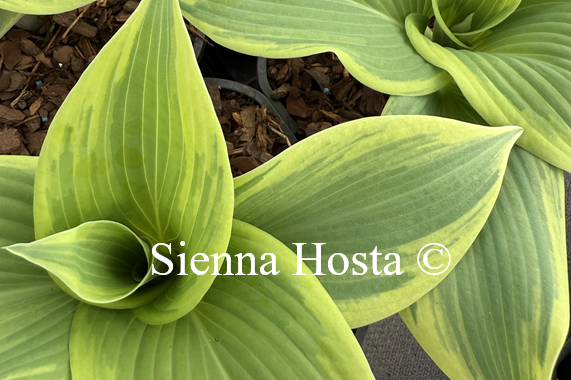 Hosta 'Holar Fiery Sky' - Sienna Hosta