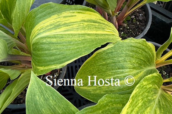 Hosta 'Tokyo Smog' - Sienna Hosta