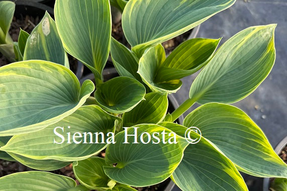 Hosta 'Easy to Love' - Sienna Hosta