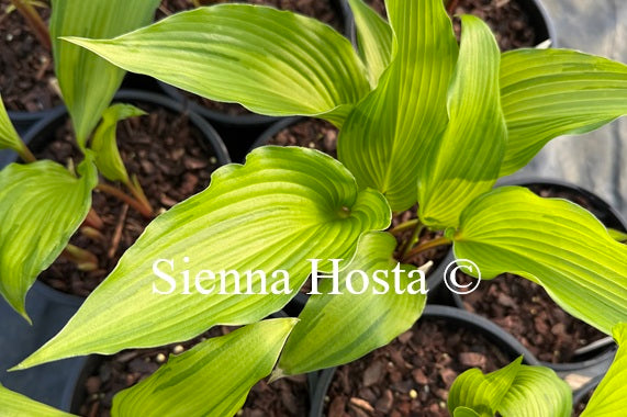 Hosta 'Eye of the Dragon' - Sienna Hosta