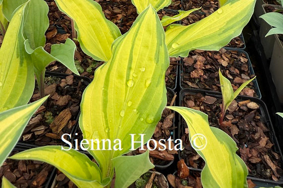 Hosta 'Lipstick Kiss' - Sienna Hosta