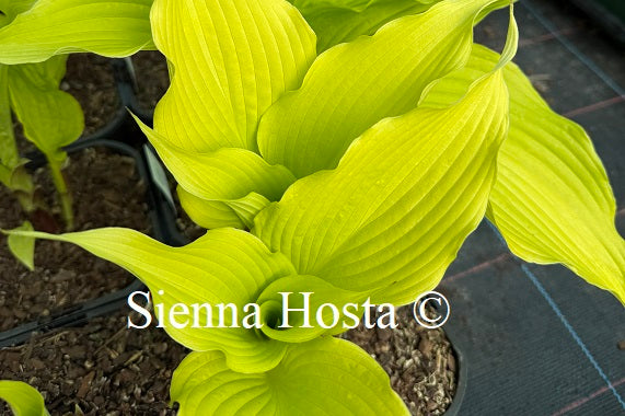 Hosta 'Golden Falls' - Sienna Hosta