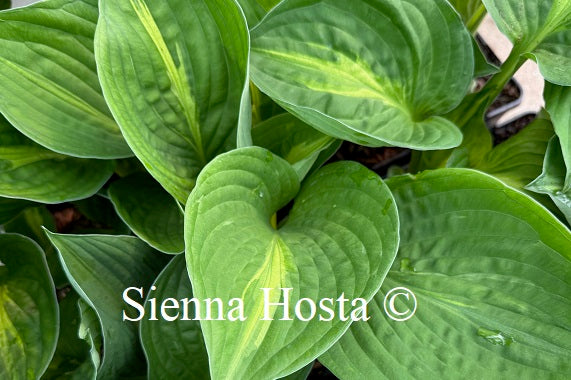 Hosta 'Victor' - Sienna Hosta