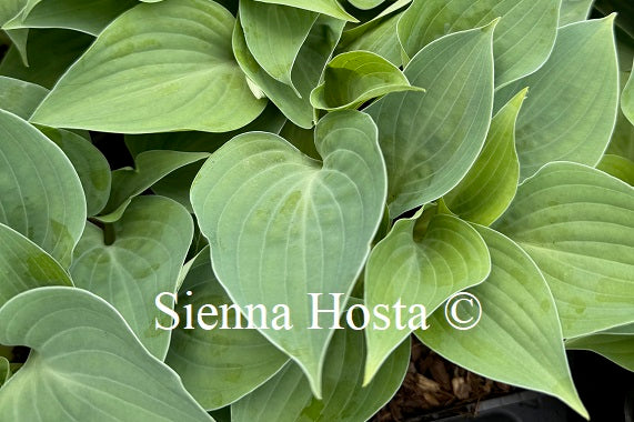 Hosta 'Baby Blue Eyes' - Sienna Hosta