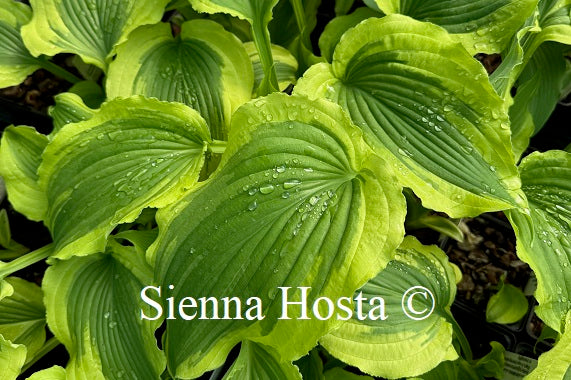 Hosta 'Tropical Dancer' - Sienna Hosta