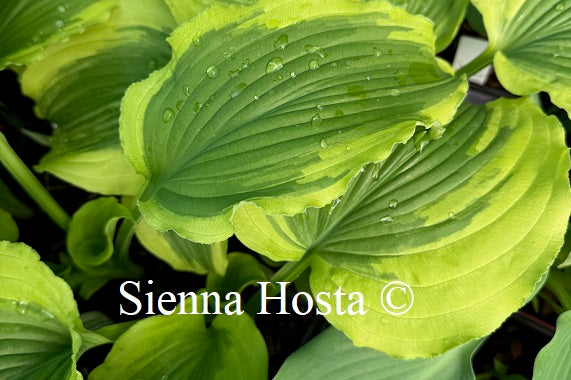 Hosta 'Tropical Dancer' - Sienna Hosta