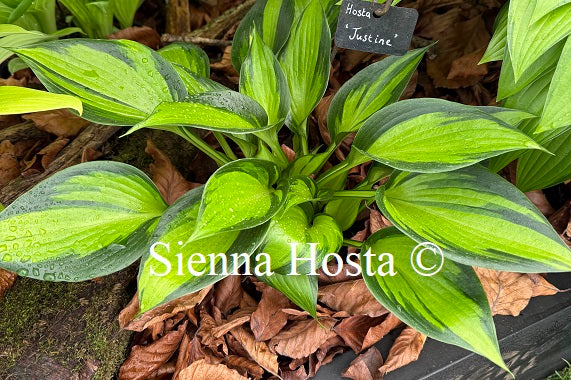 Hosta 'Justine' - Sienna Hosta