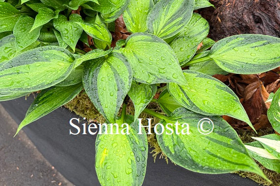 Hosta 'Justine' - Sienna Hosta
