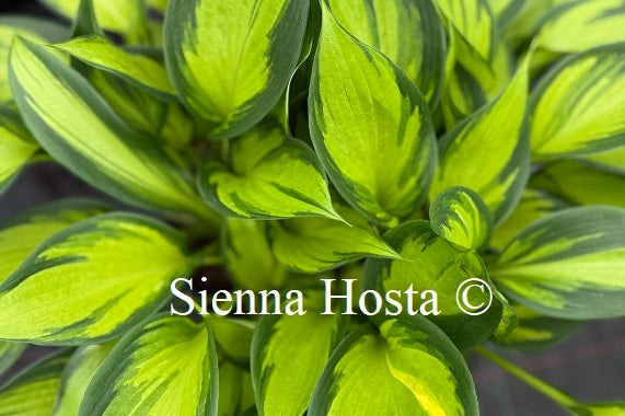 Hosta 'Justine' - Sienna Hosta