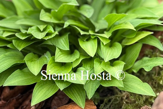 Hosta 'Japanboy' - Sienna Hosta