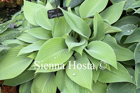 Hosta 'Sunny Halcyon' - Sienna Hosta