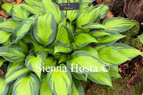 Hosta 'Justine' - Sienna Hosta