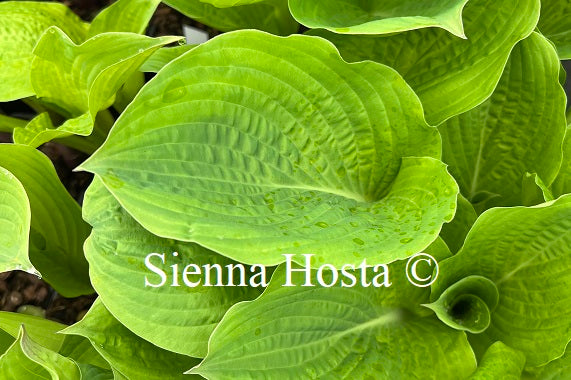 Large and Giant Hostas Page 2 - Sienna Hosta