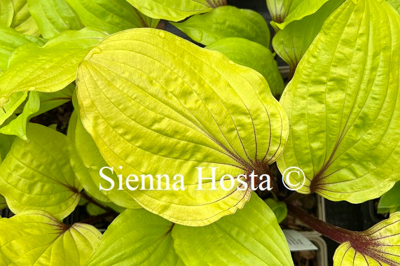 Hosta 'Lipstick Sunset' - Sienna Hosta