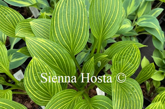 Hosta 'Siberian Tiger' - Sienna Hosta