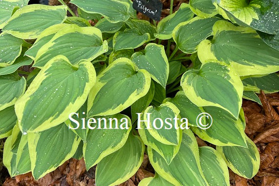 Hosta 'Pilgrim' - Sienna Hosta