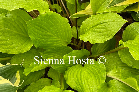 Hosta 'Fruit Punch' - Sienna Hosta
