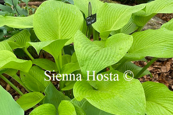 Hosta 'Key West' - Sienna Hosta