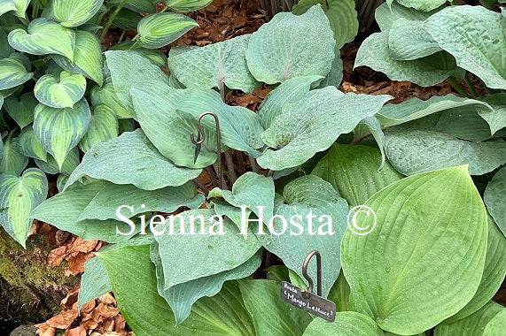 Hosta 'Jack Berry' - Sienna Hosta