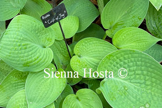 Hosta 'Cup of Joy' - Sienna Hosta
