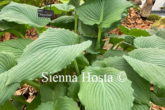 Hosta 'Niagara Falls' - Sienna Hosta