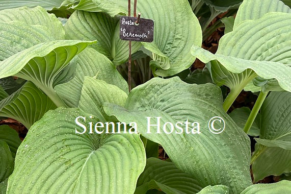 Hosta 'Behemoth' - Sienna Hosta