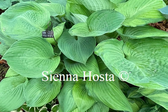 Hosta 'Fran Godfrey' - Sienna Hosta