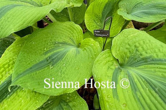 Hosta 'Afterglow' - Sienna Hosta