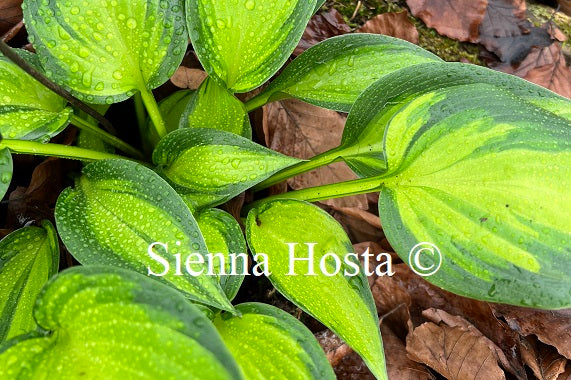 Hosta 'Justine' - Sienna Hosta