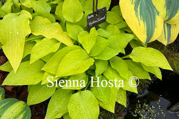 Hosta 'Hydon Sunset' - Sienna Hosta