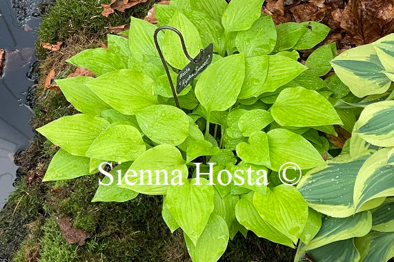 Hosta 'Hydon Sunset' - Sienna Hosta