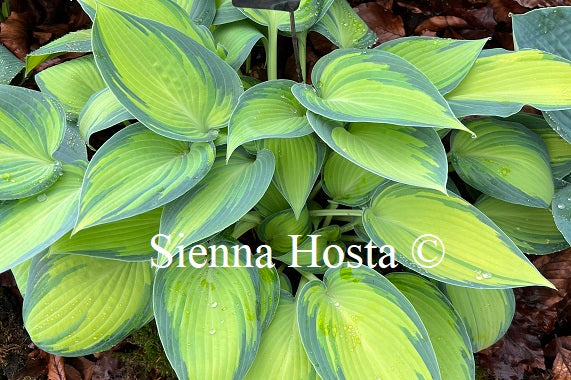 Hosta 'June' - Sienna Hosta