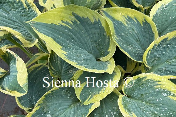 Hosta 'Flemish Tradition' - Sienna Hosta