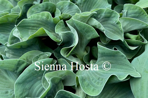 Hosta 'Ruffled Mouse Ears' - Sienna Hosta