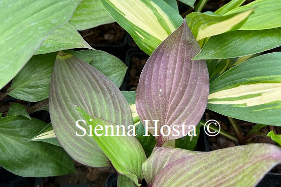 Hosta 'First Blush' - Sienna Hosta