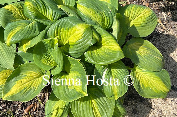 Hosta 'Enchiladas' - Sienna Hosta