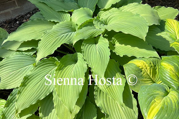 Hosta 'Love Song' - Sienna Hosta