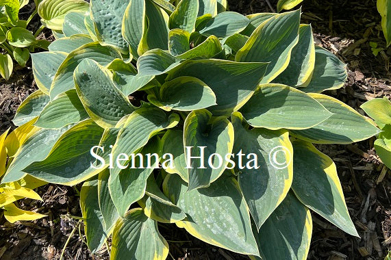Hosta 'Battle Star' - Sienna Hosta