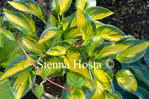 Hosta 'Orange Star' - Sienna Hosta