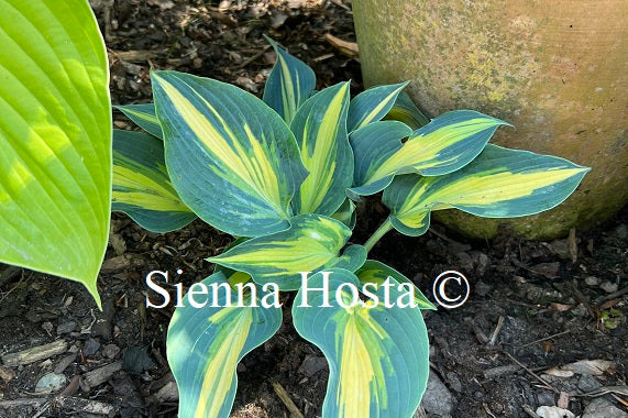 Hosta 'Magic Island' - Sienna Hosta