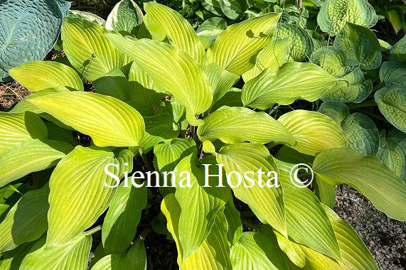 Hosta 'Funky Monkey' - Sienna Hosta