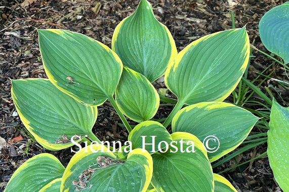 Hosta 'Majesty' - Sienna Hosta