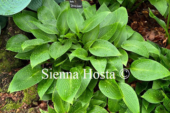 Hosta 'Devon Green' - Sienna Hosta