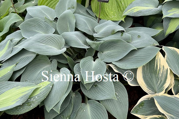 Hosta 'Hadspen Blue' - Sienna Hosta