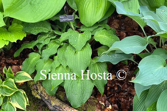 Medium Hostas Page 4 - Sienna Hosta