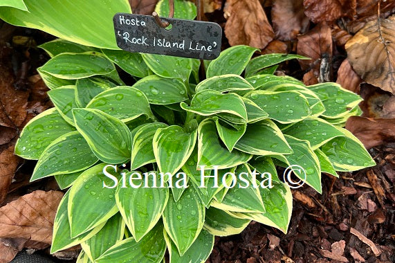 Hosta 'Rock Island Line' - Sienna Hosta