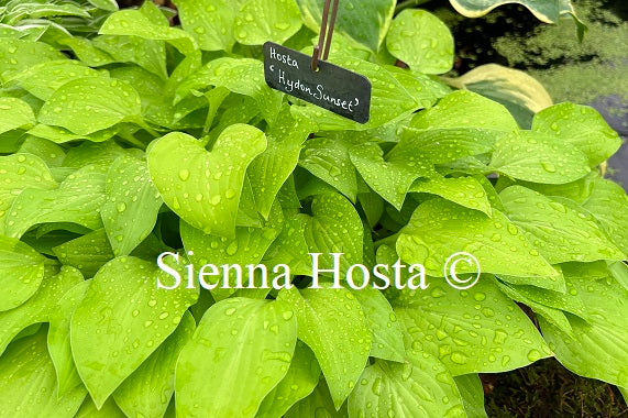 Hosta 'Hydon Sunset' - Sienna Hosta